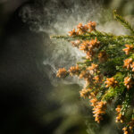 Cedar Fever in Texas | Treatment for Cedar Fever